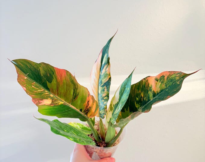 New! Rare Variegated Philodendron Fire Tiger. US Seller, Exact Plant - Etsy