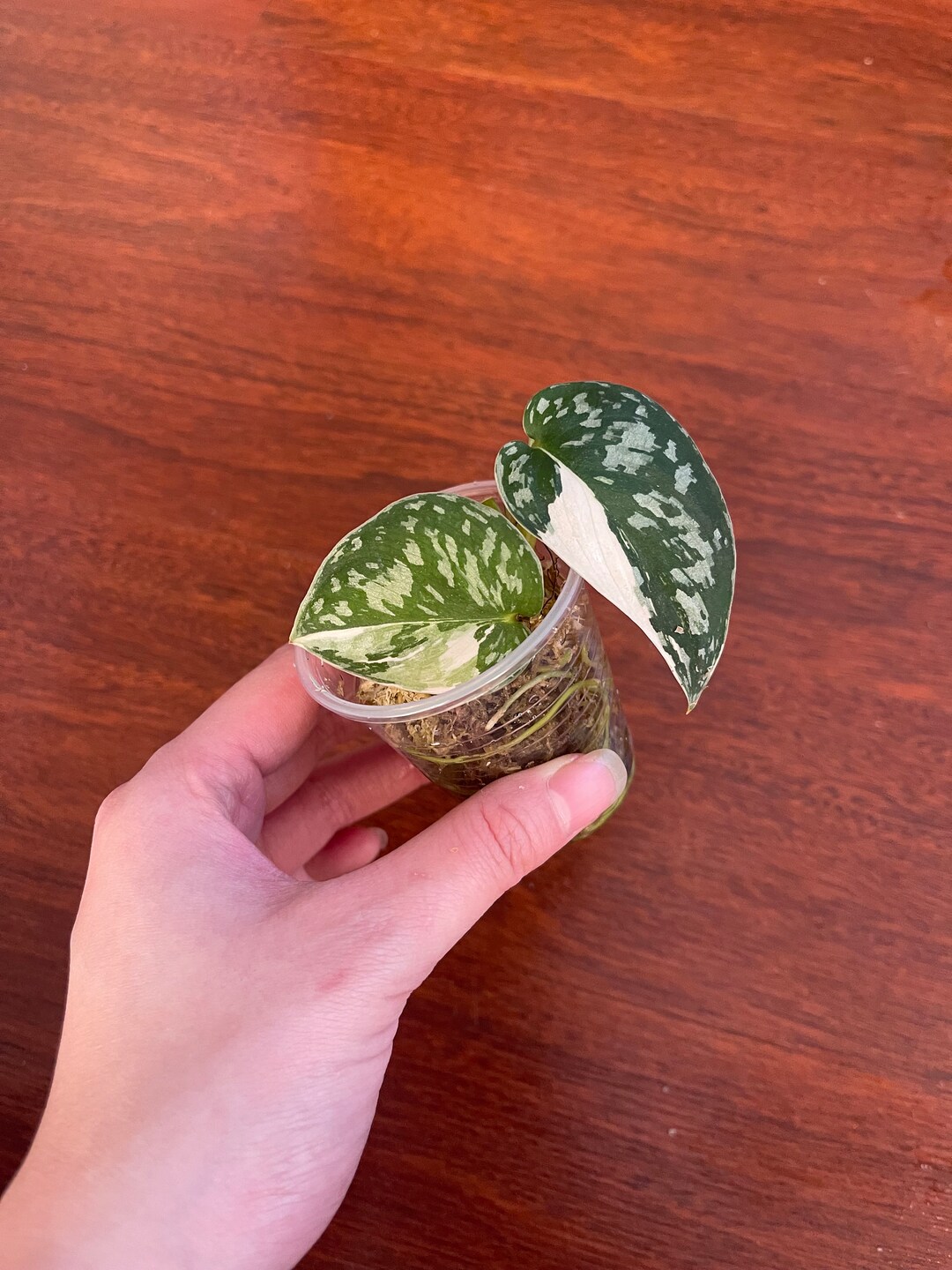 Rare Houseplant, Variegated Mayari Scindapsus, Well Rooted, 2 Leaves ...