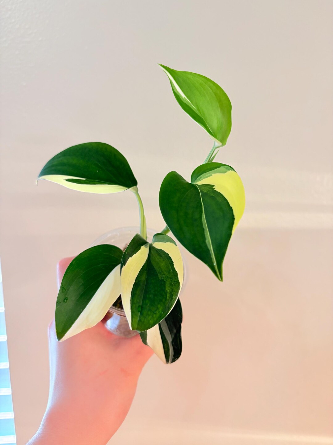 Varigated Scindapsus Blue Albo. Exact Plant, Well Rooted - Etsy