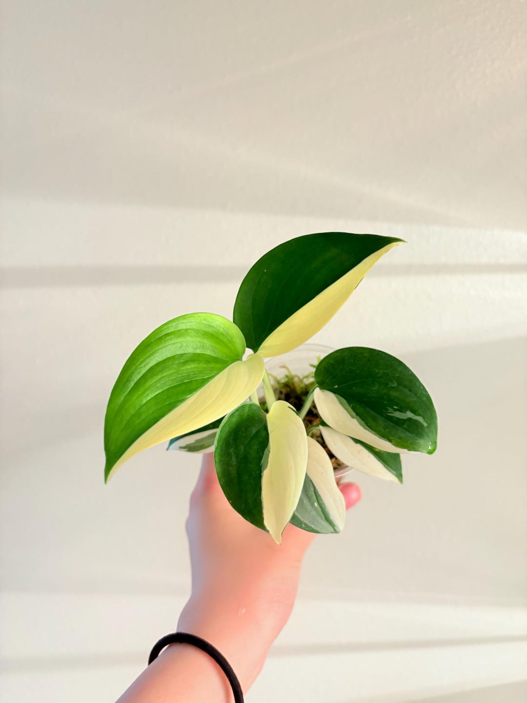 Varigated Scindapsus Blue Albo. Exact Plant, Well Rooted - Etsy