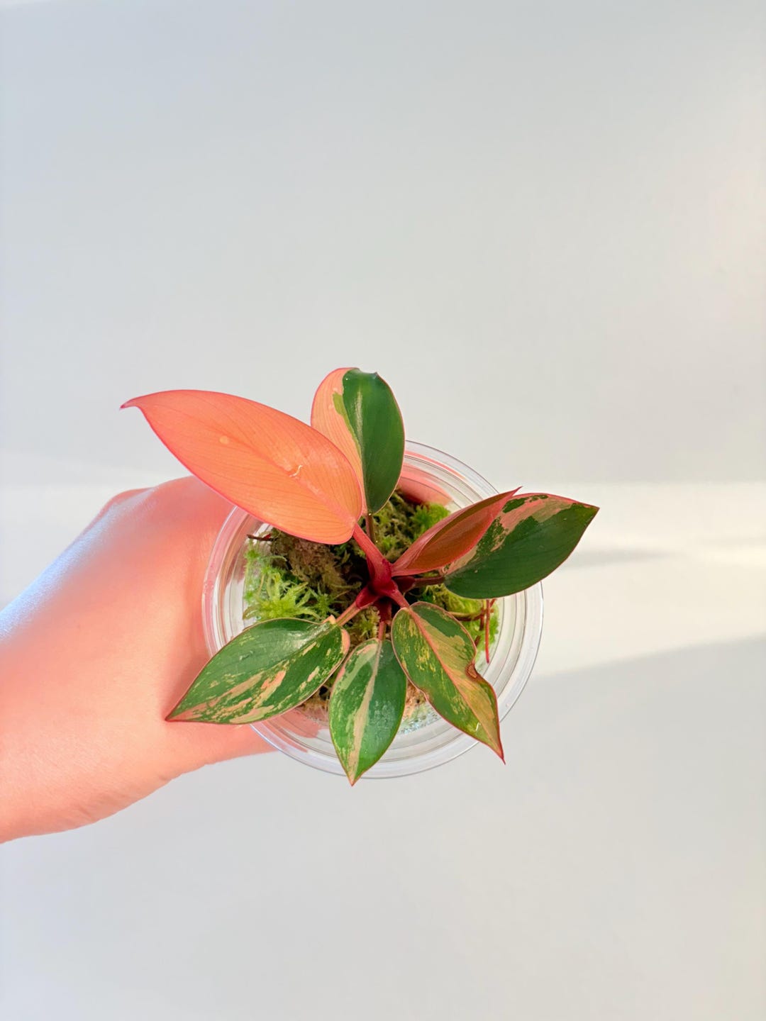 Highly Variegated Philodendron Red Congo, Exact Plant. Rooted - Etsy