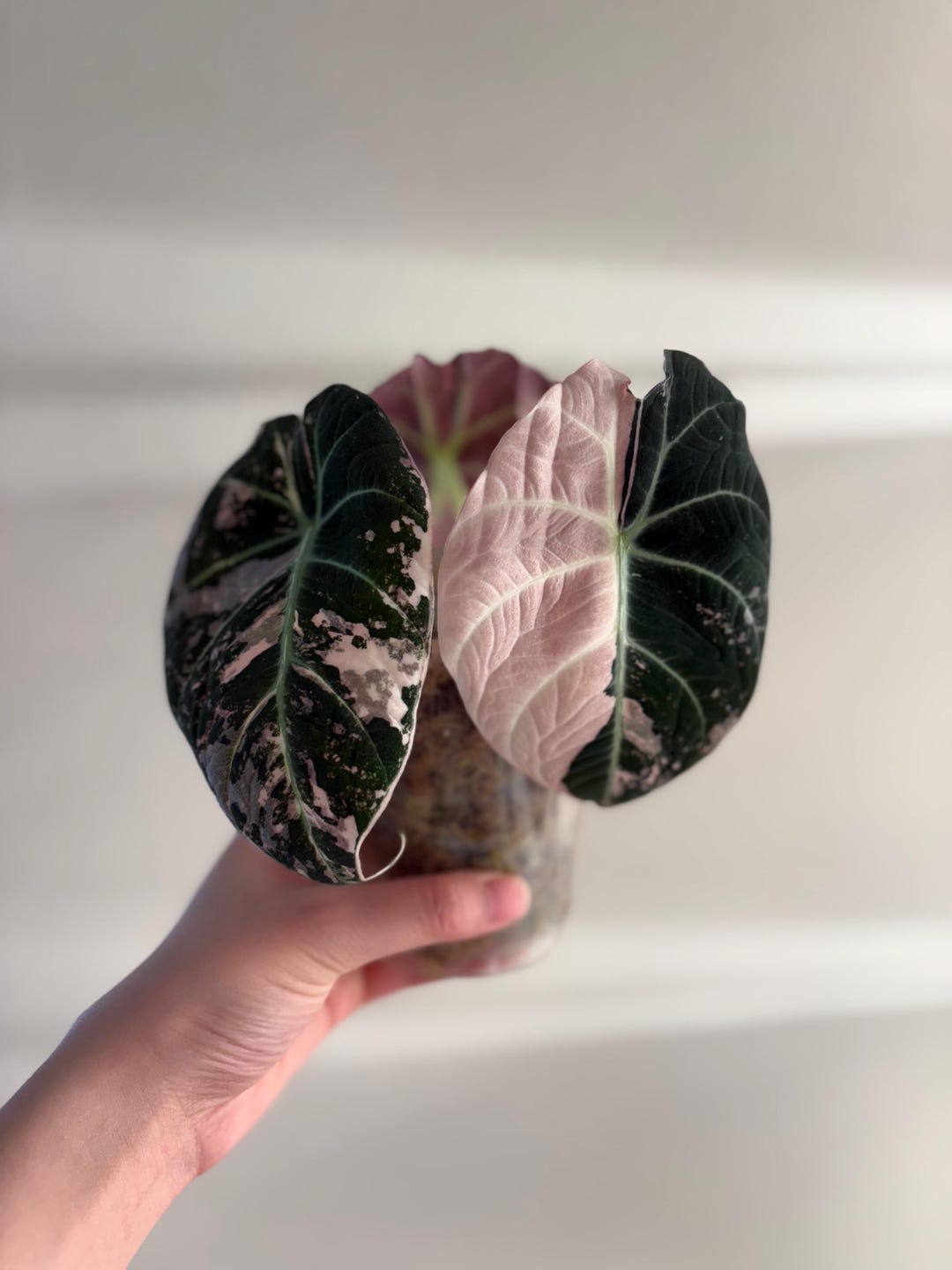 Rare Highly Variegated Black Pink Velvet Alocasia, Active Growth, EXACT ...