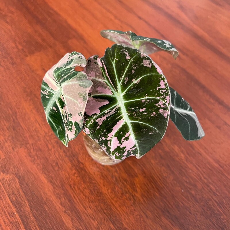 Alocasia Black Velvet - Etsy