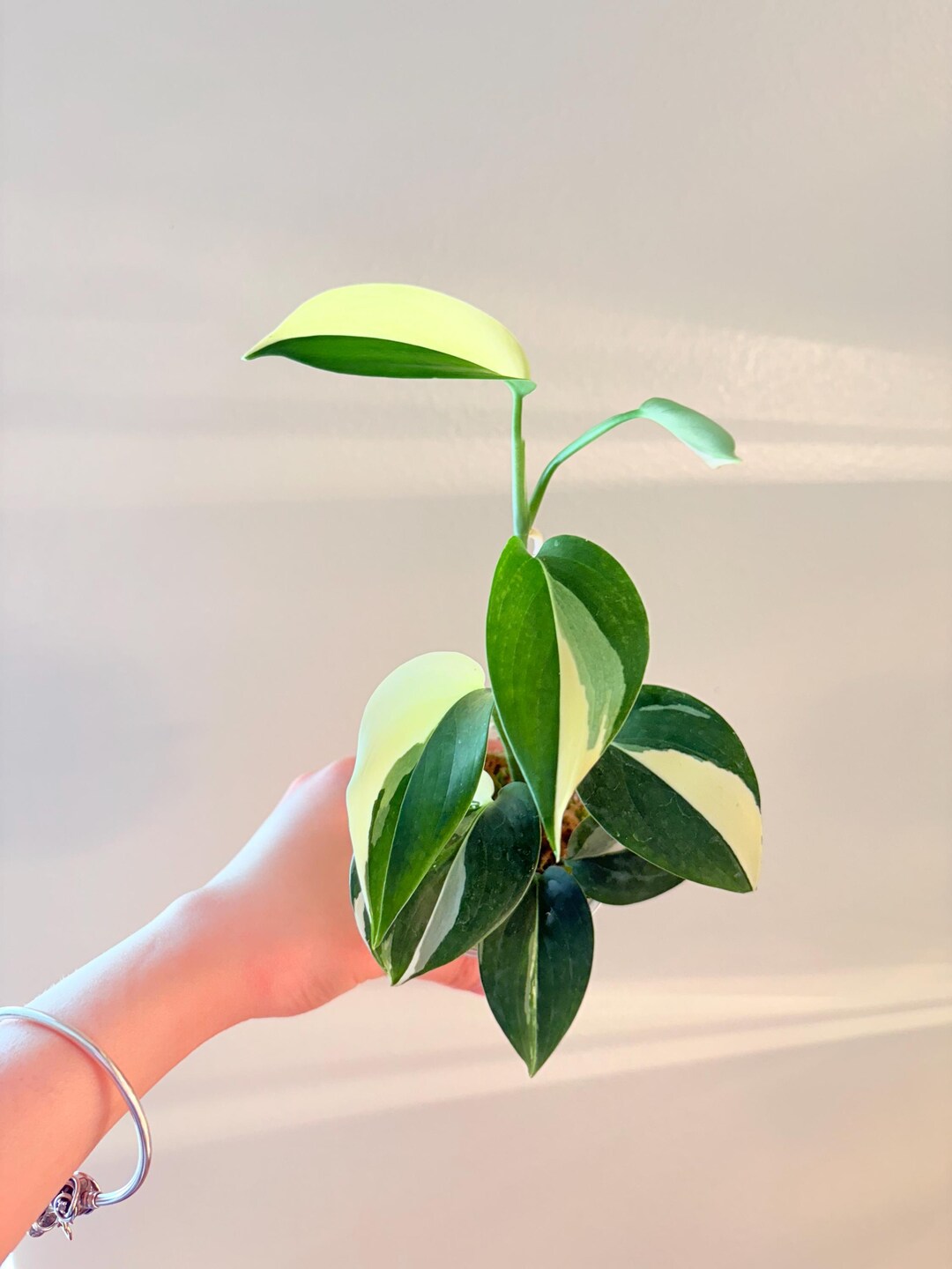 Varigated Scindapsus Blue Albo. Exact Plant, Well Rooted - Etsy