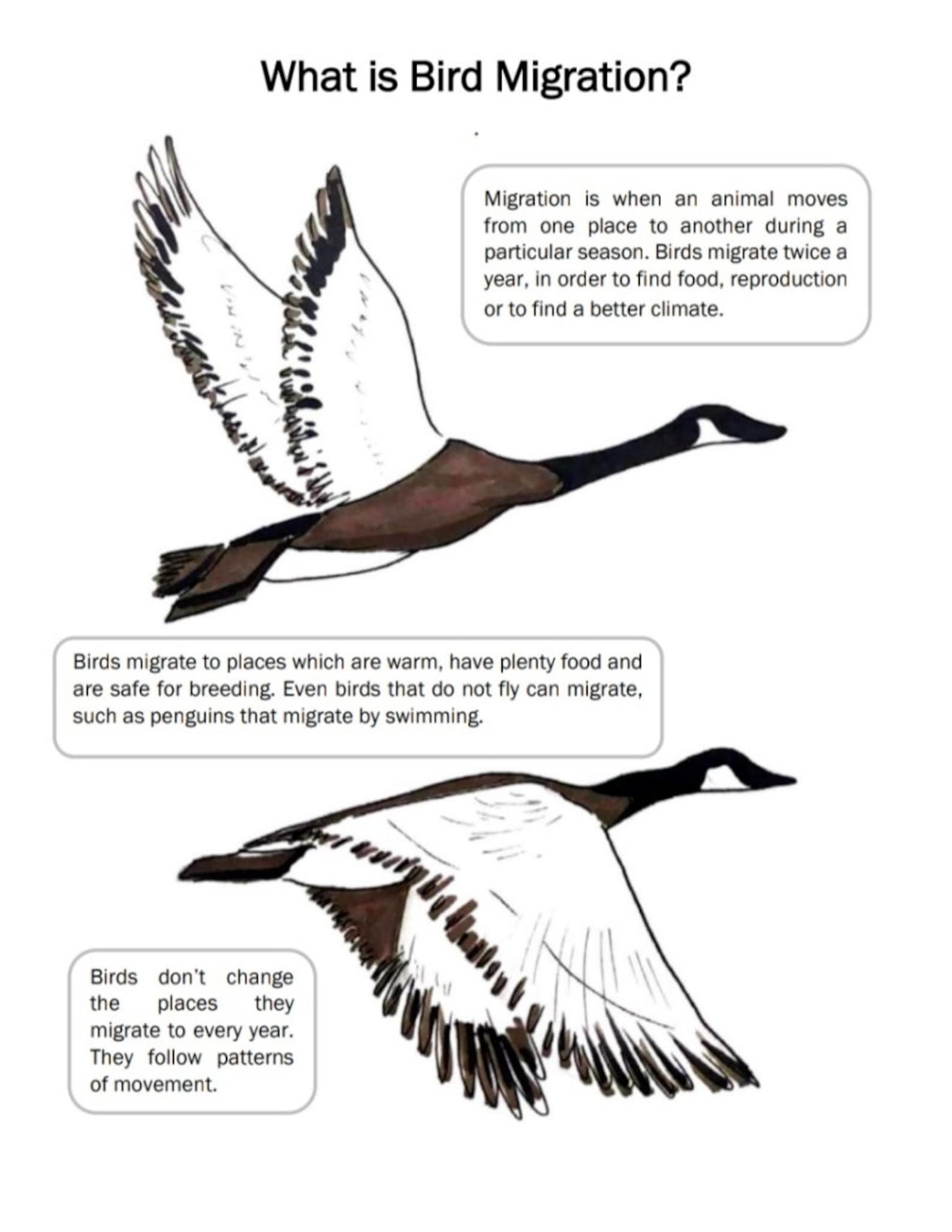 Bird Migration Workbook (unit Stydy, Nature Study, Learning Resourses ...