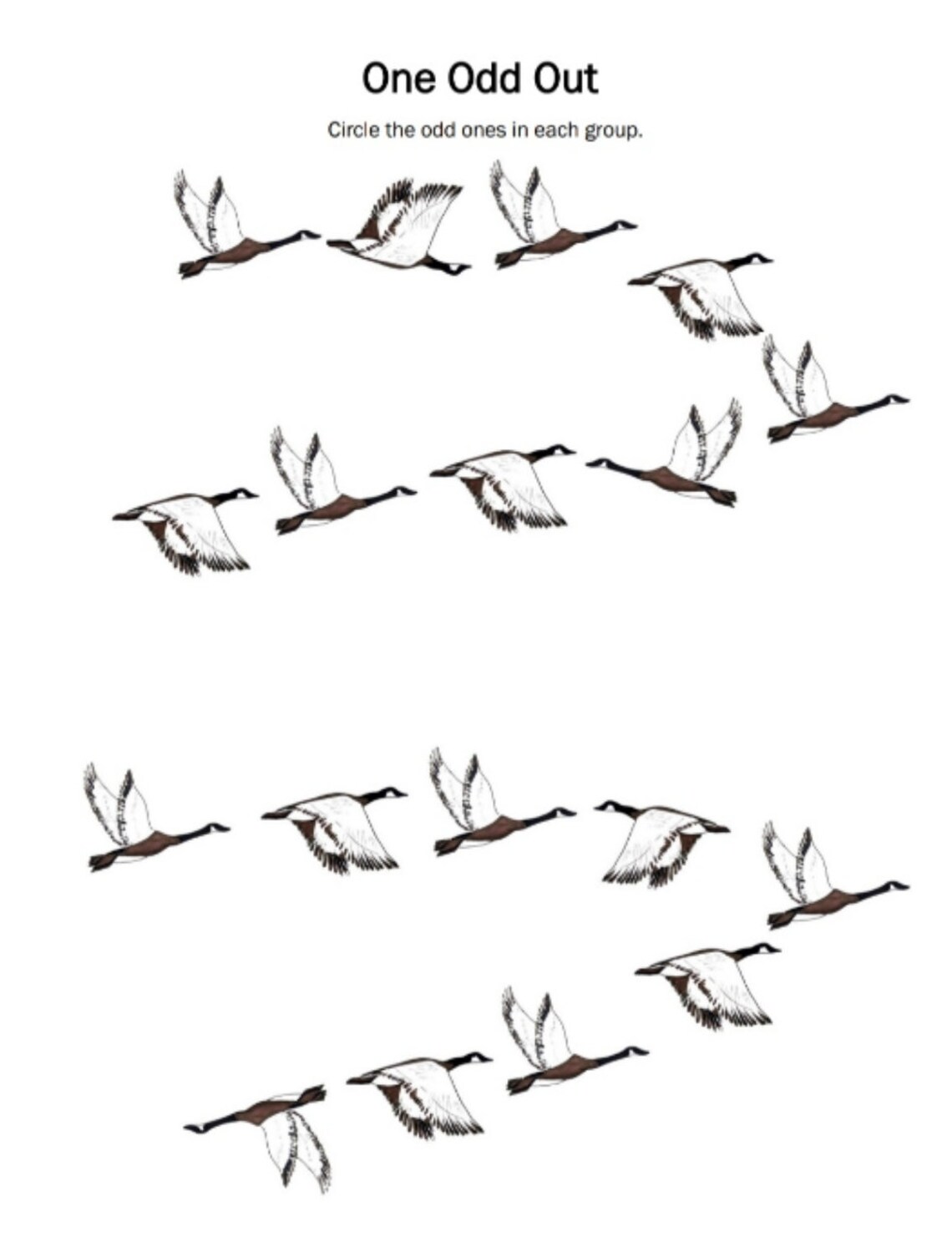 Bird Migration Workbook (unit Stydy, Nature Study, Learning Resourses ...