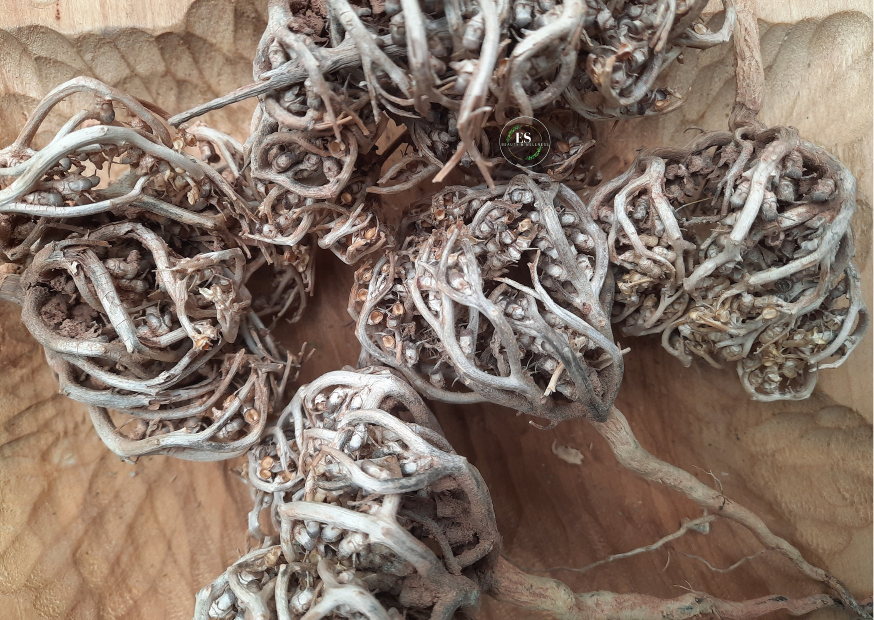 Rose of Jericho, Chajarat Mariam,anastatica Hierochuntica - Etsy