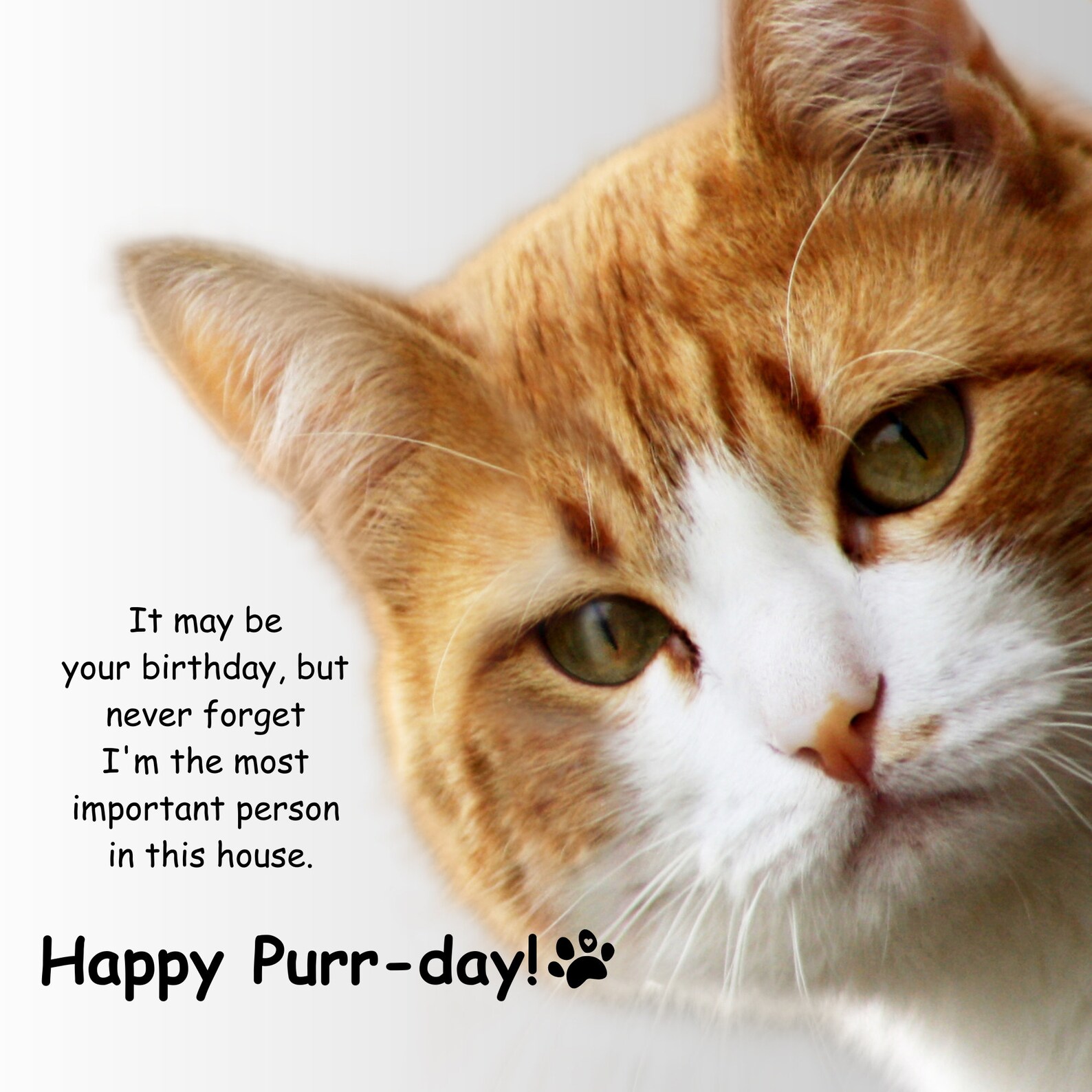 Ginger Cat Birthday Animated E-card (digital Download) - Etsy