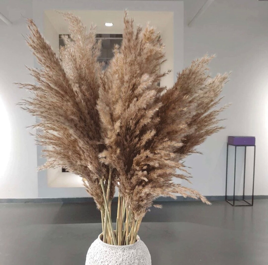Pampas Grass 15 Pieces up to 120 Cm Giant Fronds Fluffy Brown Colors ...