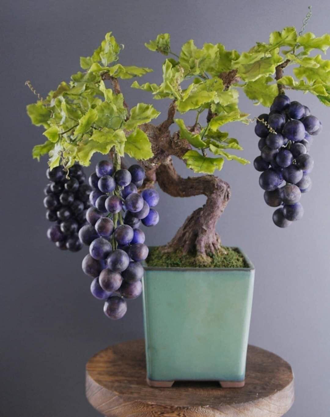 Grape Bonsai Tree Seeds: Vitis Vinifera, Rare Fruit Variety (50+ Seeds ...