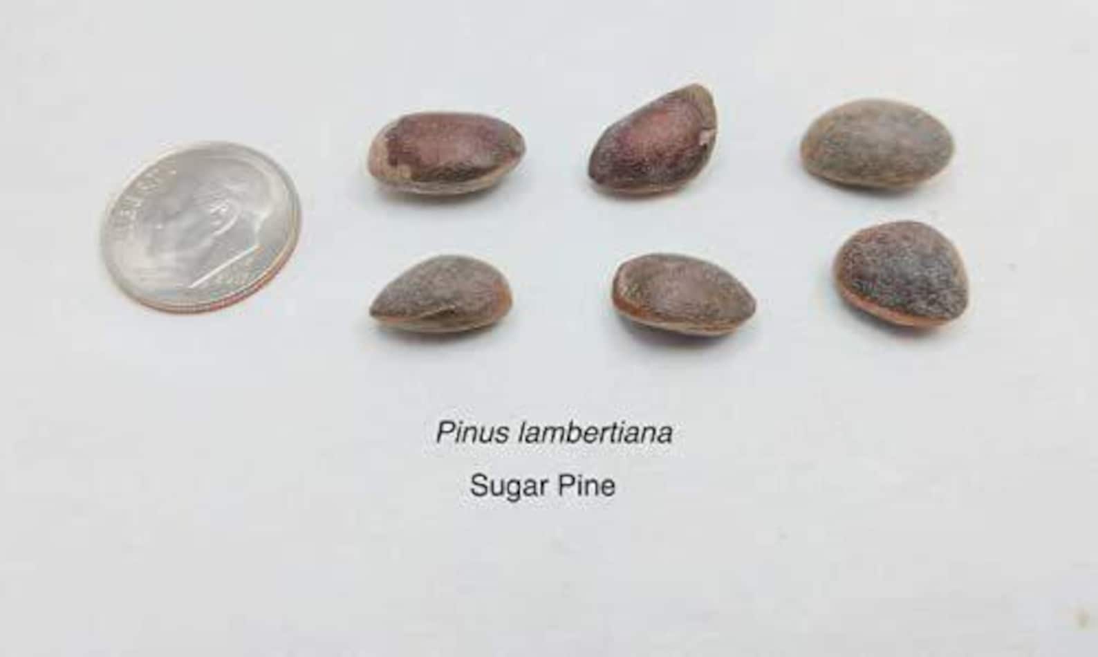 10 Giant Sugar Pine Tree Seeds – Pinus Lambertiana – Grow the Largest ...