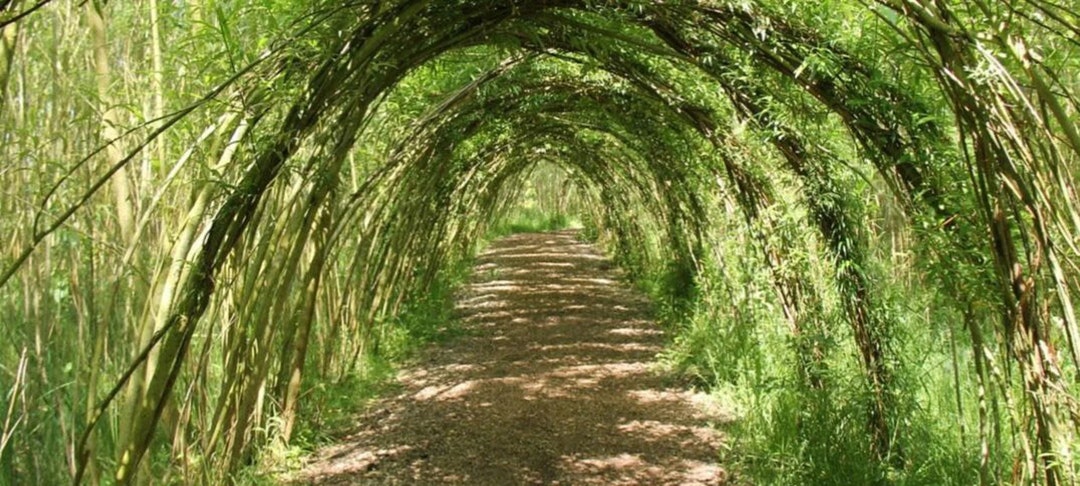 Living Willow Structure - 10 Trees - Iconic and Eye Appealing, Wedding ...