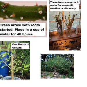 Bonsai Dwarf Japanese Curly Willow Tree Cutting - Very Rare Fast ...