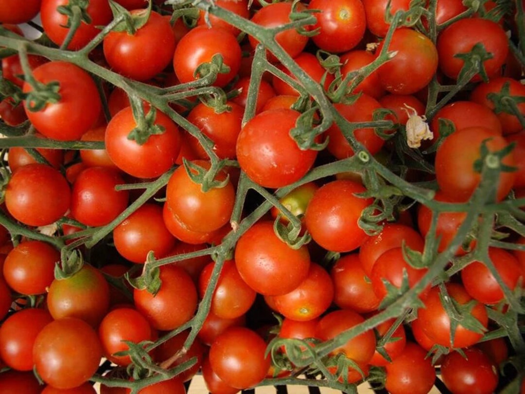 Red Cherry Tomato Heirloom Seeds - Etsy