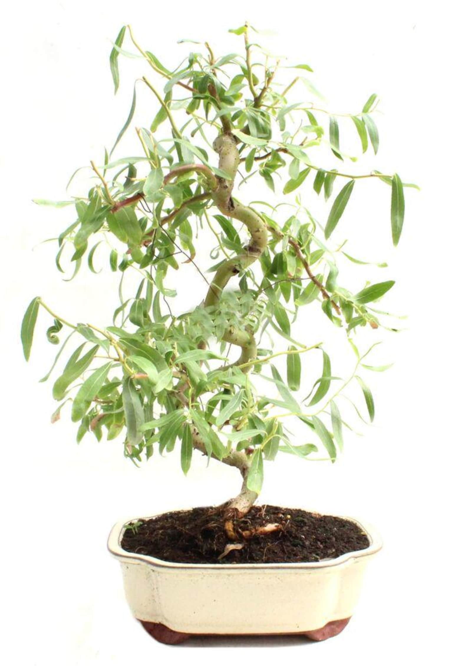 Bonsai Dwarf Japanese Curly Willow Tree Cutting - Very Rare Fast ...