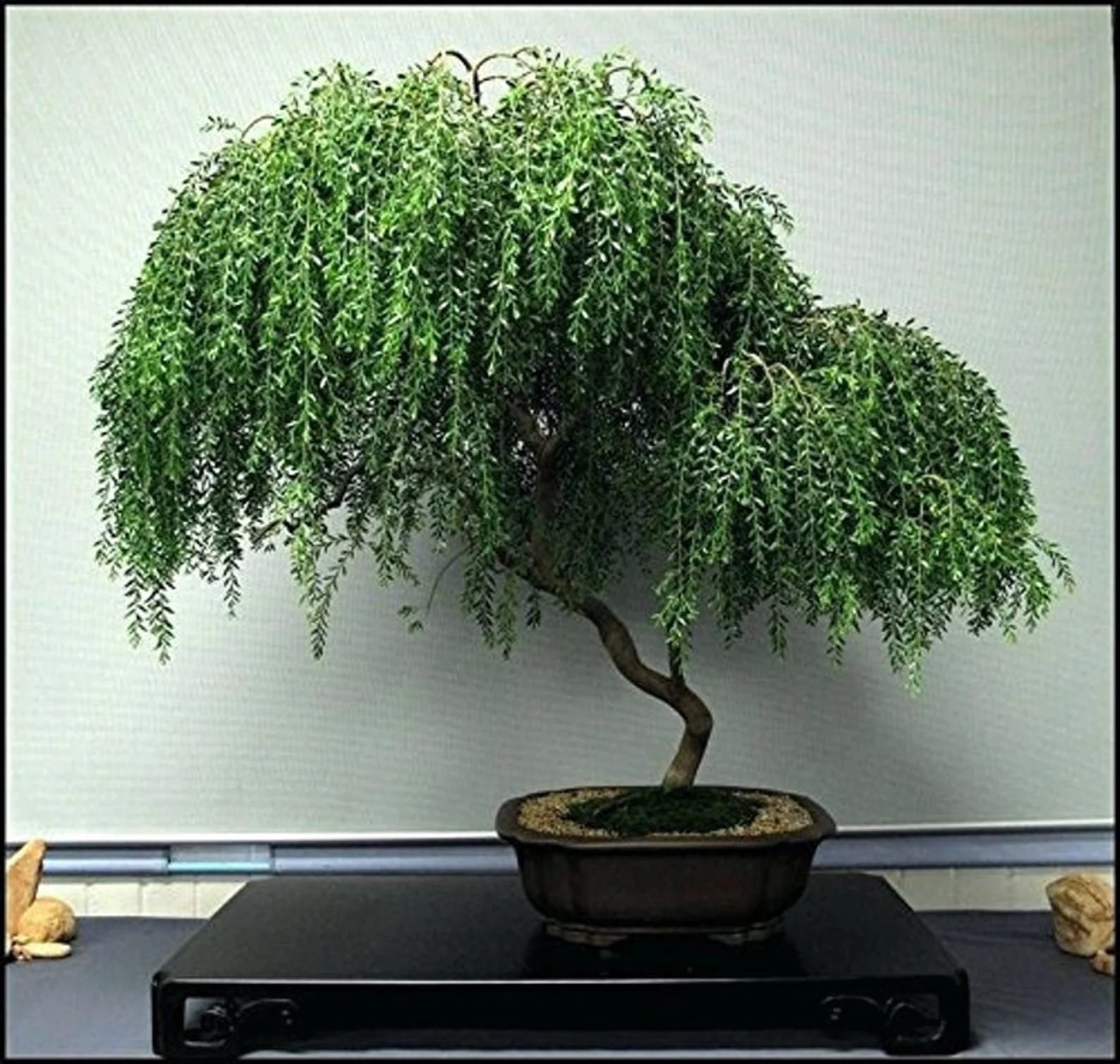 Bonsai Dwarf Weeping Willow Tree Cutting Excellent Bonsai Etsy Bonsai Dwarf Weeping Willow Tree Cutting Excellent Bonsai Etsy