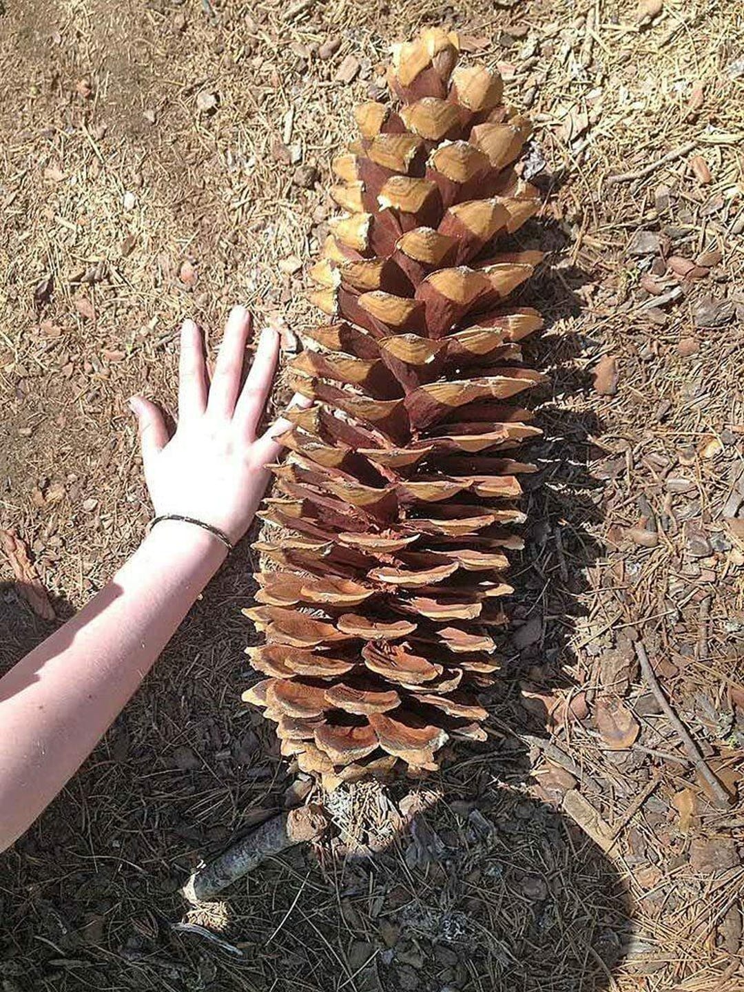 10 Giant Sugar Pine Tree Seeds – Pinus Lambertiana – Grow the Largest ...