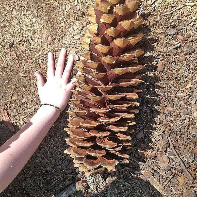 Giant Pine Cones - Etsy