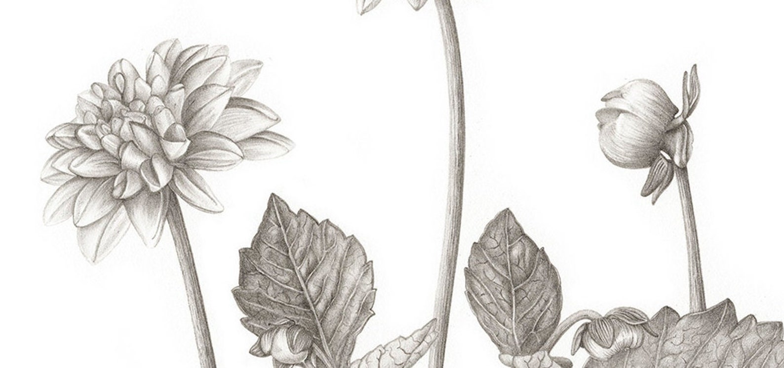 Dahlia Graphite Art Print | Botanical Illustration, Floral Wall Decor ...