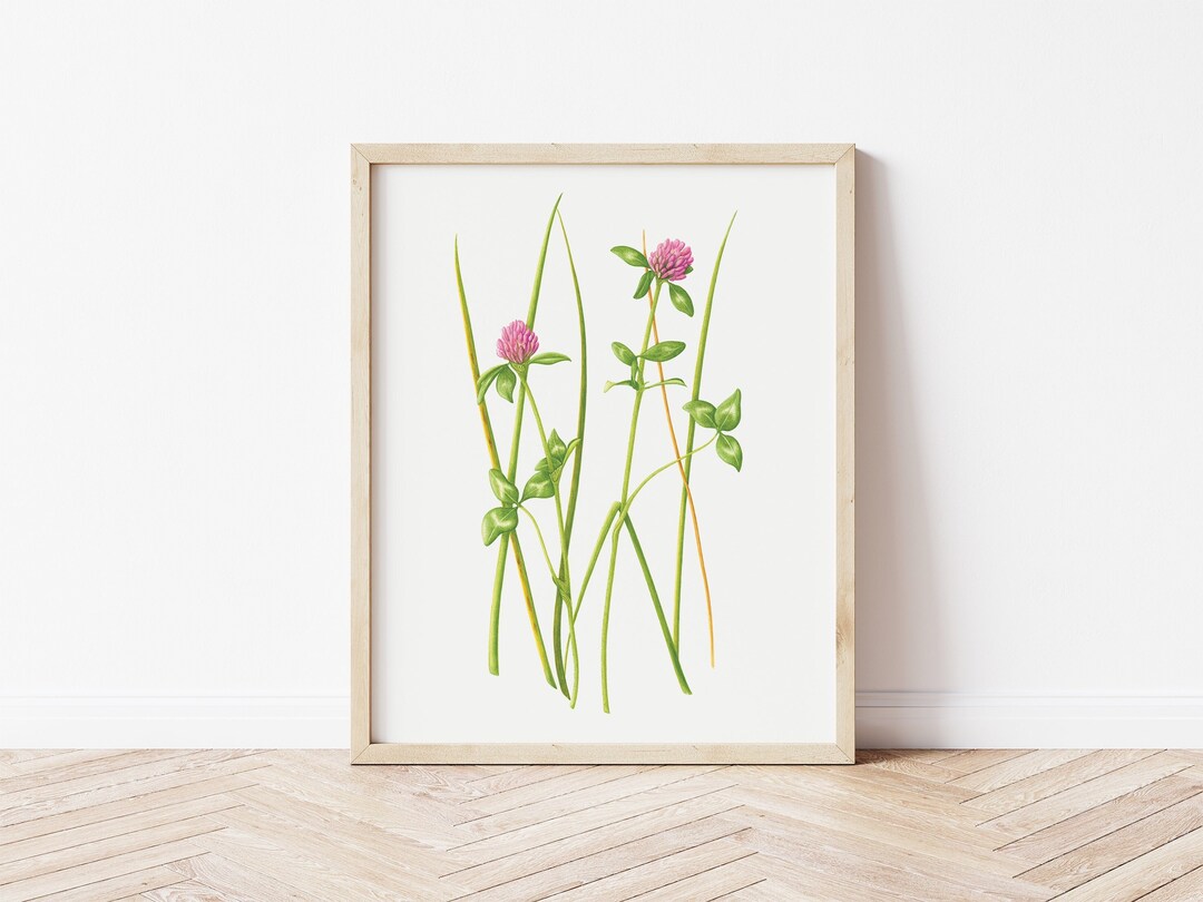 Red Clover Watercolor Print | Wildflower Botanical Art - Etsy