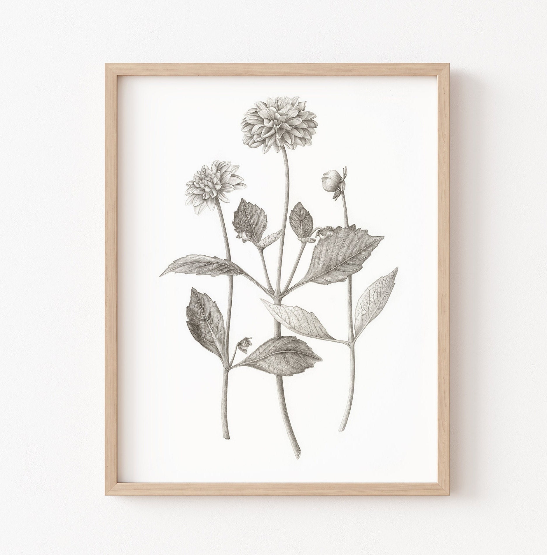 Dahlia Graphite Art Print | Botanical Illustration, Floral Wall Decor ...