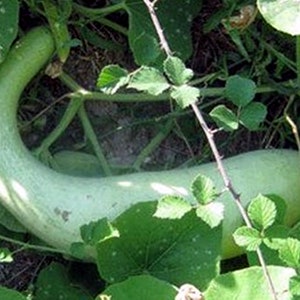 5 Seeds Bottle Gourd Lauki Edible Vine Hi Loan Squash, Natural, Non GMO ...