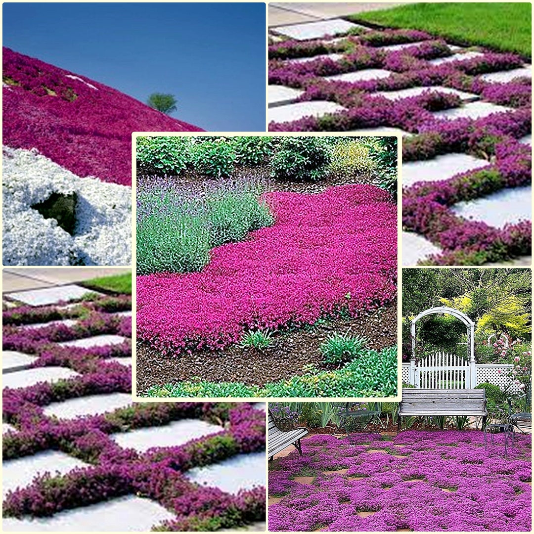 100 graines de thym rouge rampant, cresson de roche, thymus praecox ...