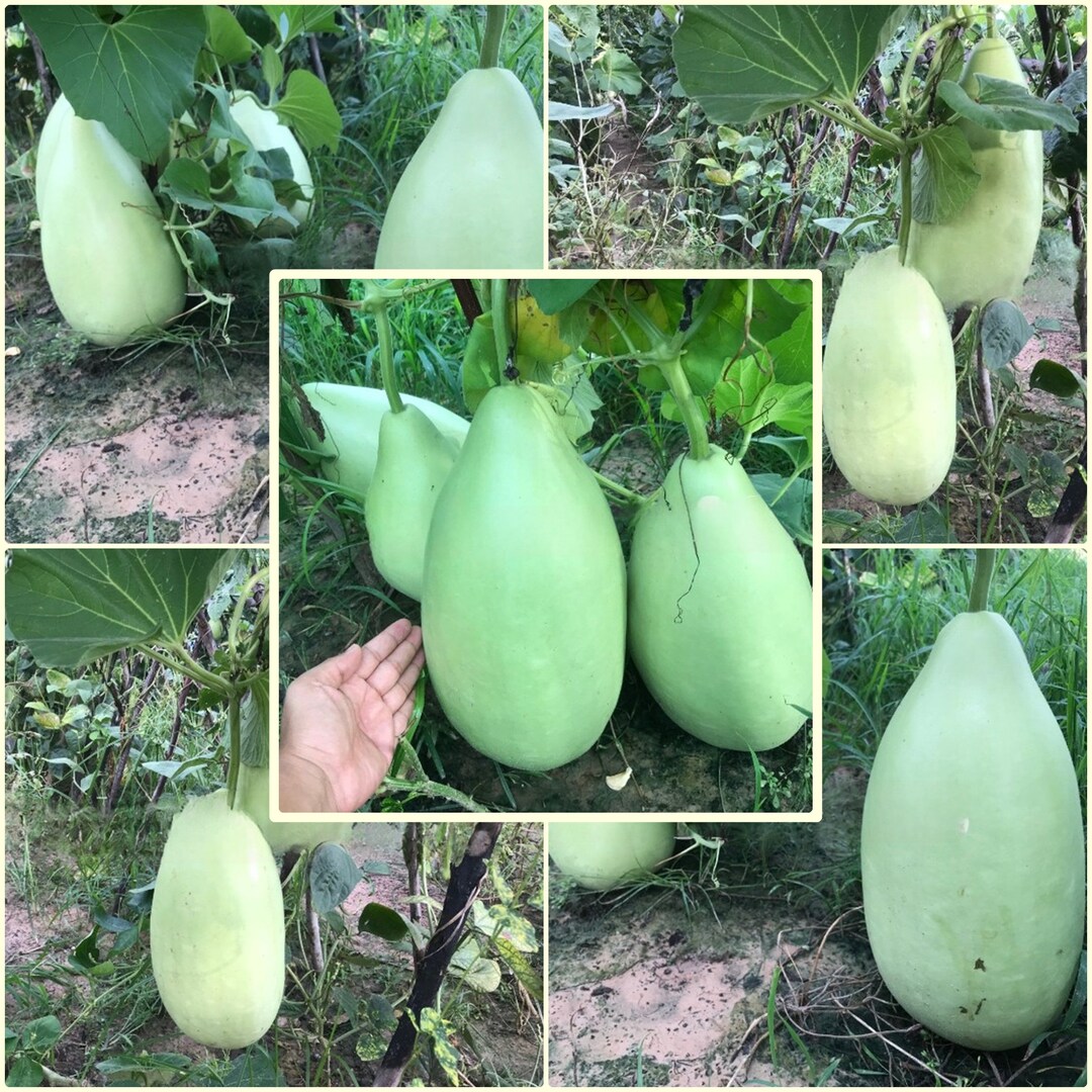 5 Seeds Water Drop Gourd, Thai Calabash, Bottle Gourd, Thai Local ...