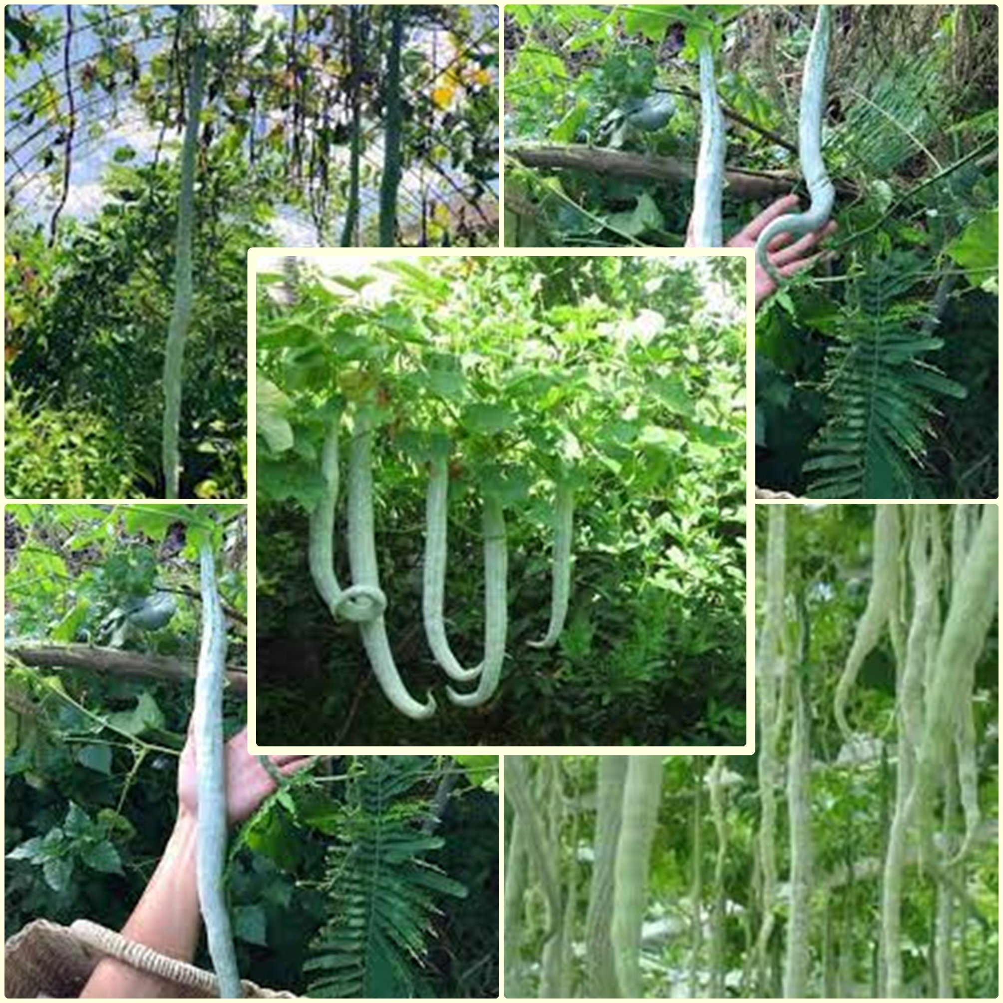 5 Seeds White Snake Gourd, Thai Squash, Chichinda, Natural, Non GMO ...