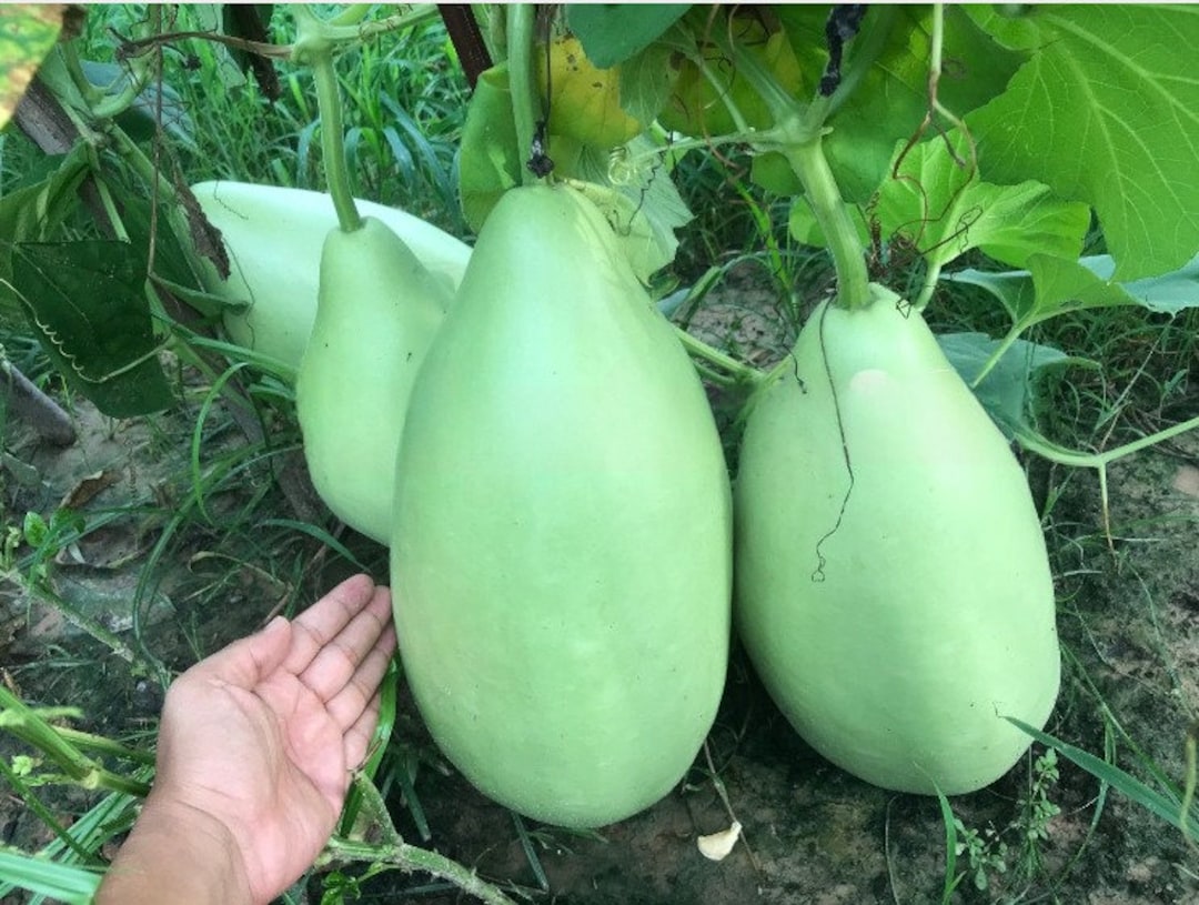 5 Seeds Water Drop Gourd, Thai Calabash, Bottle Gourd, Thai Local ...
