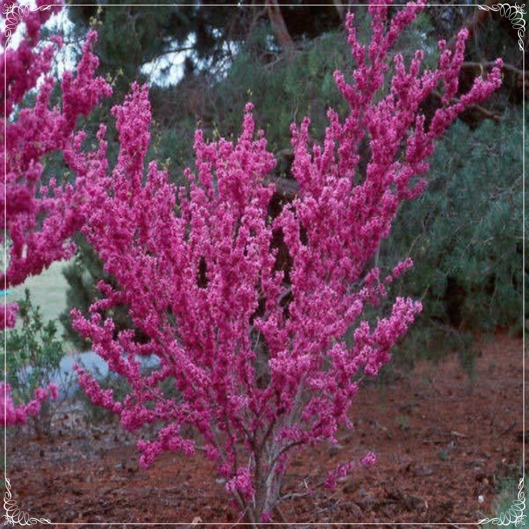 10 Seeds Redbud Tree Seed, Eastern Redbud, Judas Tree, Bonsai, Natural ...