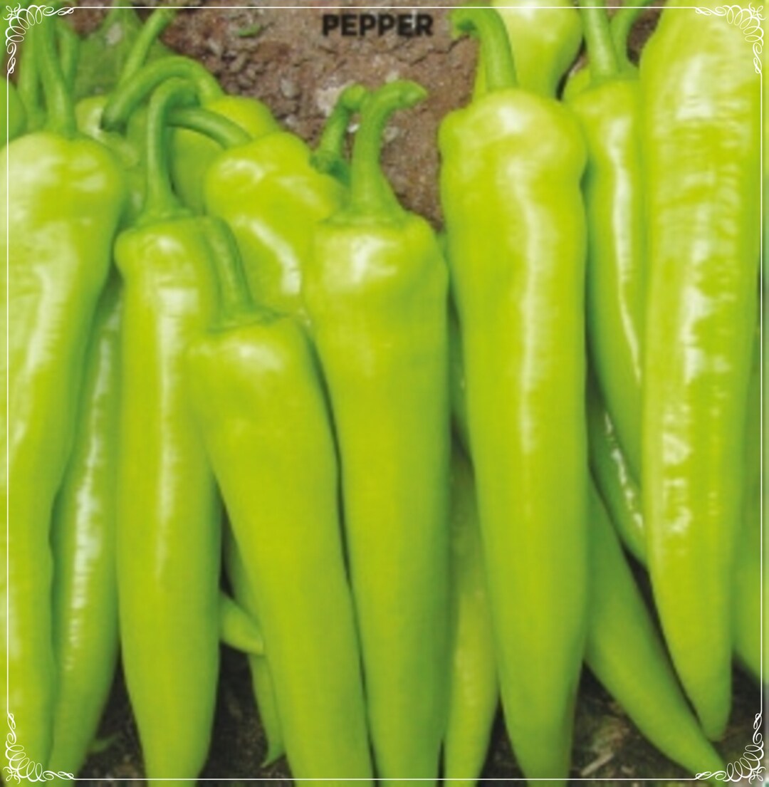 100 Seeds Charleston Pepper Seed, Sweet Large Pepper, Natural, Non GMO ...