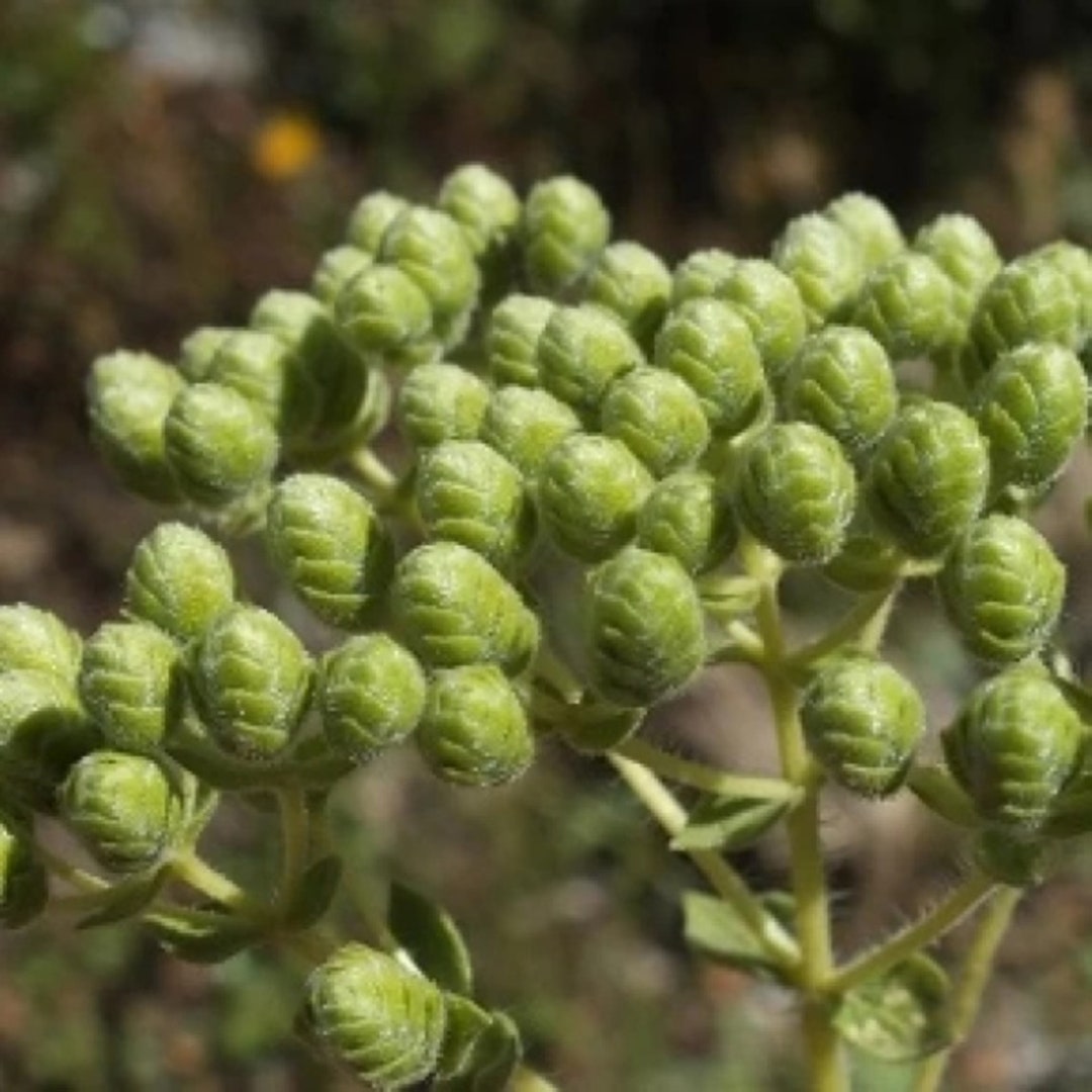 200 Seeds Greek Ball Thyme Seed, Origanum Onites, Greek Oregano ...