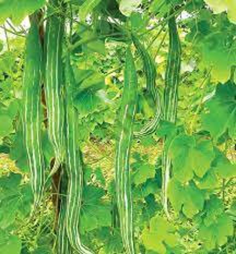 5 Seeds Snake Gourd, Striped, Thai Vegetable, Natural, Non GMO - Etsy ...