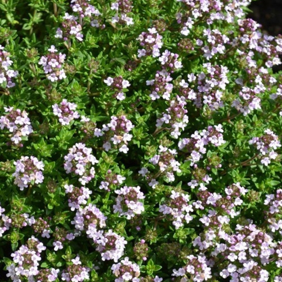 200 Seeds Creeping Thyme Seed, Spreading Oregano, Ground Cover, Rock ...