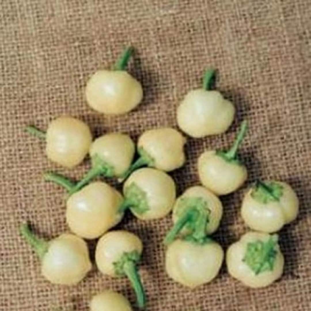 100 Seeds Little Hot Marbles Pepper, Capsicum Annuum, Edible Ornamental ...
