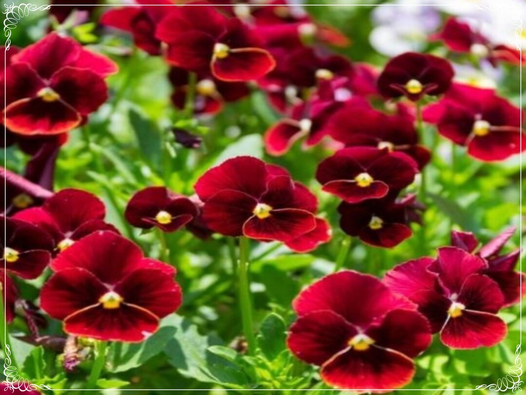 50 Seeds Viola Cornuta Arkwright Ruby Pansy Flower Seed, Natural, Non ...