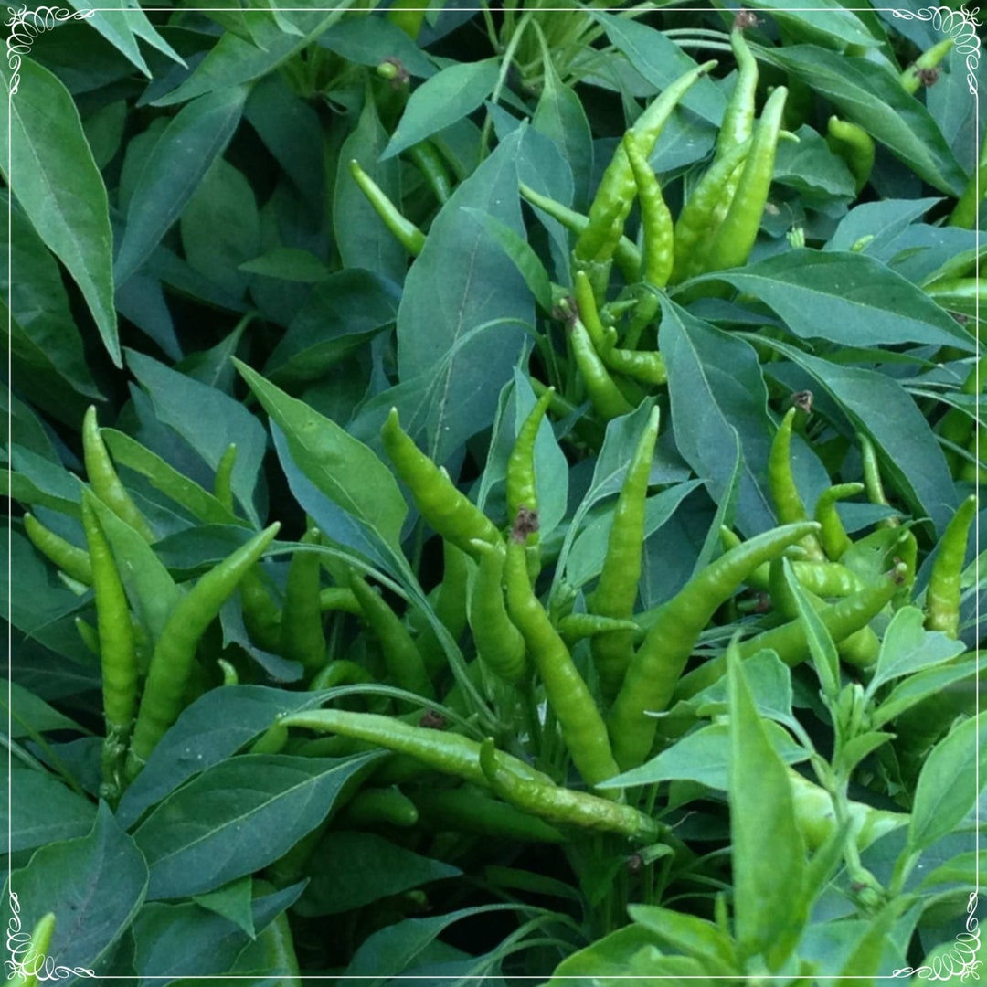Buy 100 Seeds Toros Prolific Upright Hot Cinnamon Pepper Seed, Edible ...