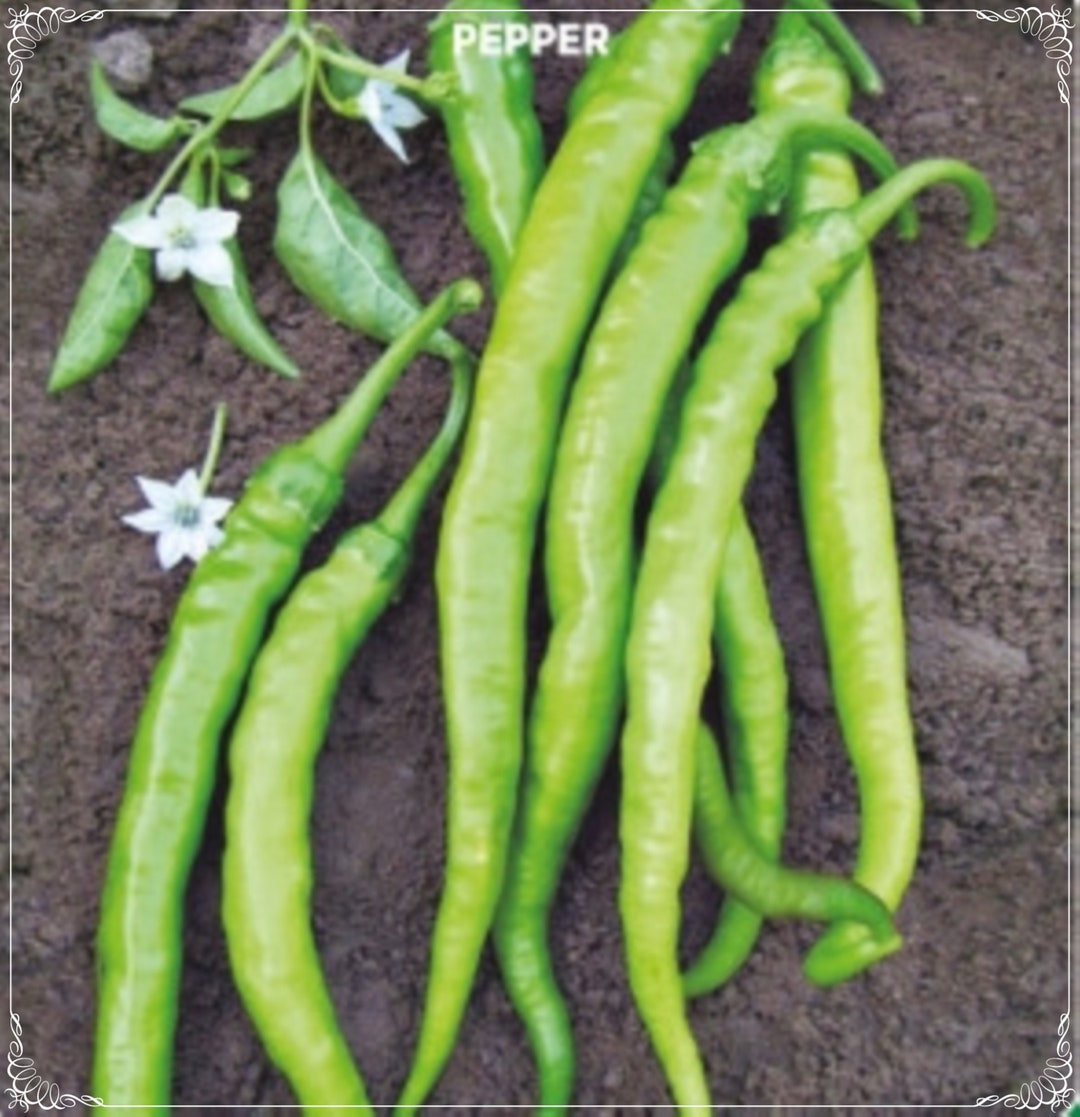 100 Seeds Sweet Slim Pepper Seed, Sweet Chili, Natural, Non GMO ...