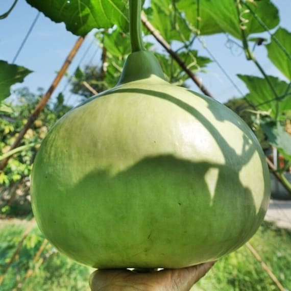 Green Round Gourds