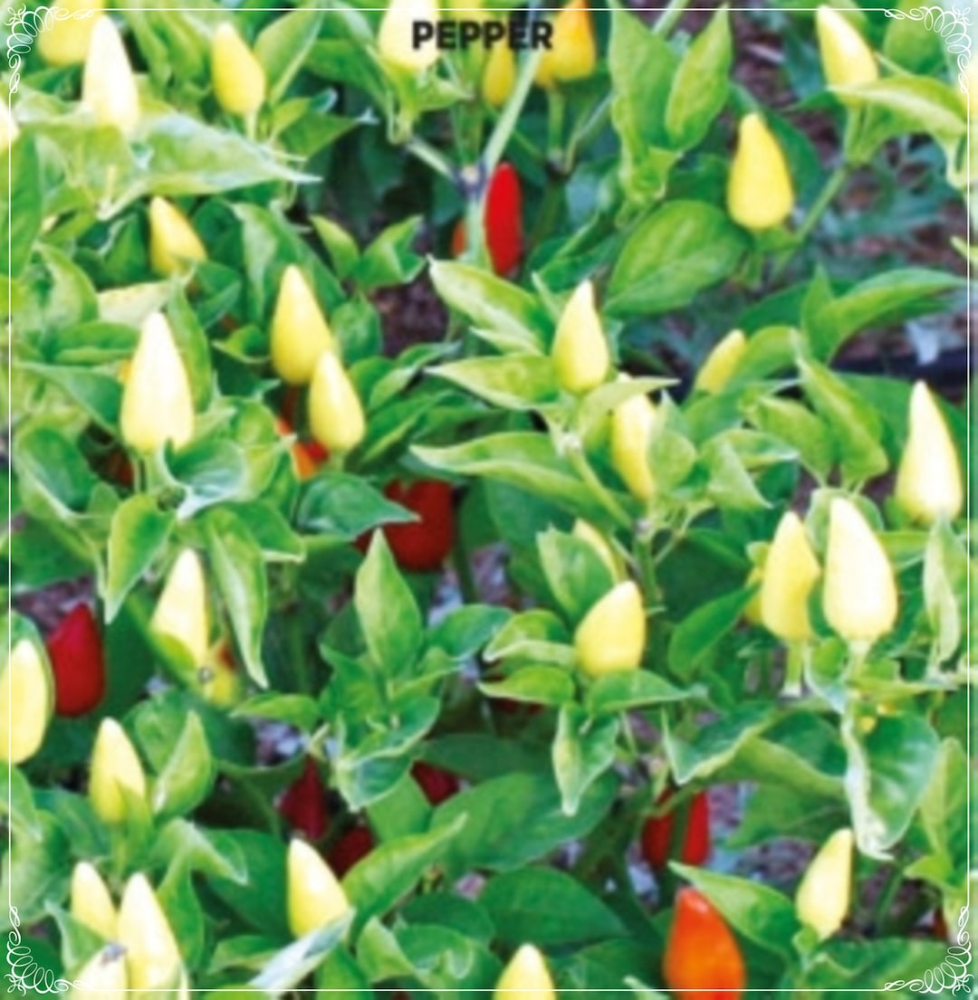 100 Seeds Facing Heaven Pepper Seeds, Chao Tian Jiao Pepper, Natural ...