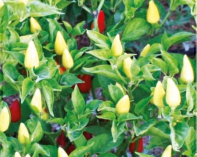 100 Seeds Purple Long Eggplant Seeds, Ai Qua Japanese, Aubergine ...