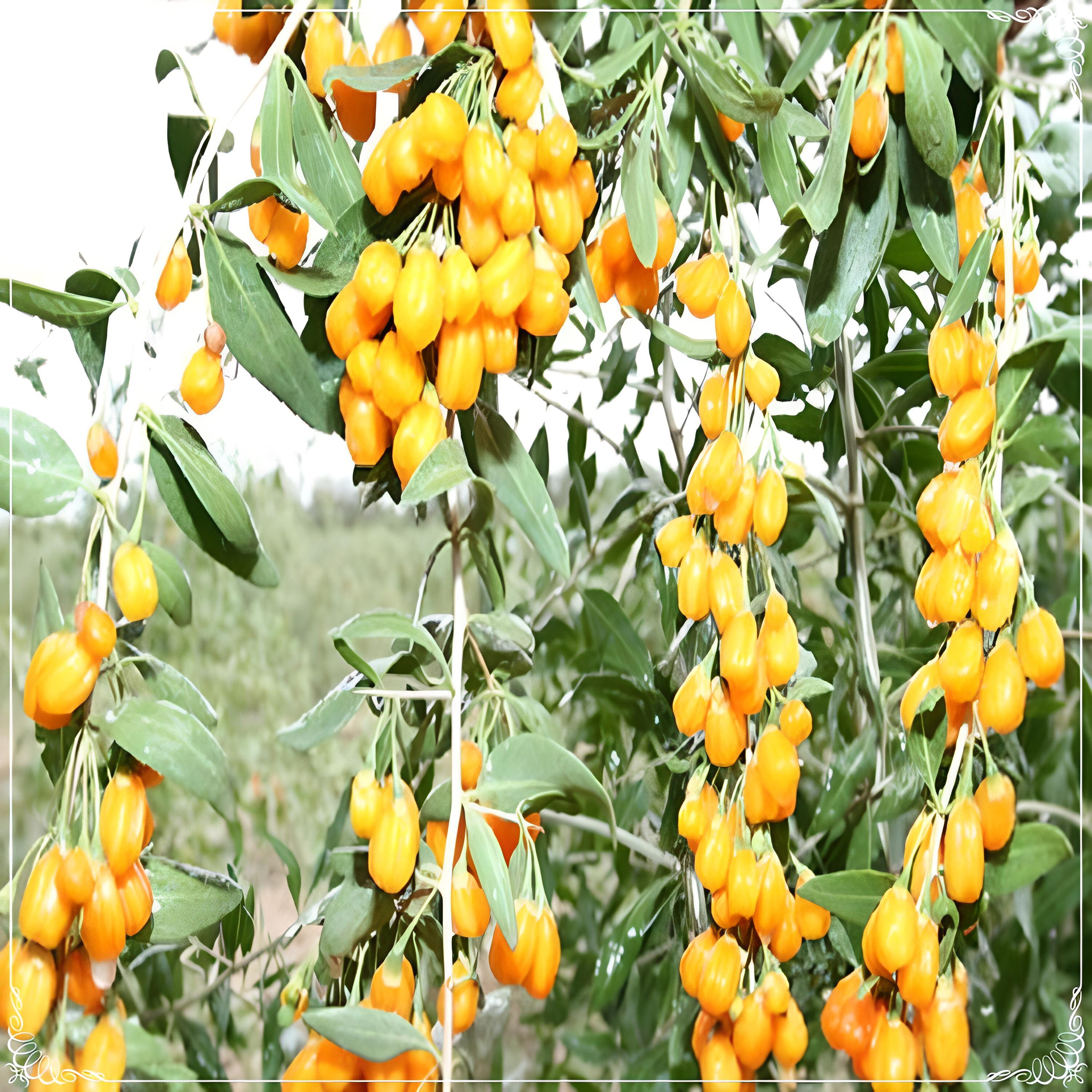 10 Seeds Amber Sweet Golden Yellow Goji Berry Seed Lycium - Etsy UK