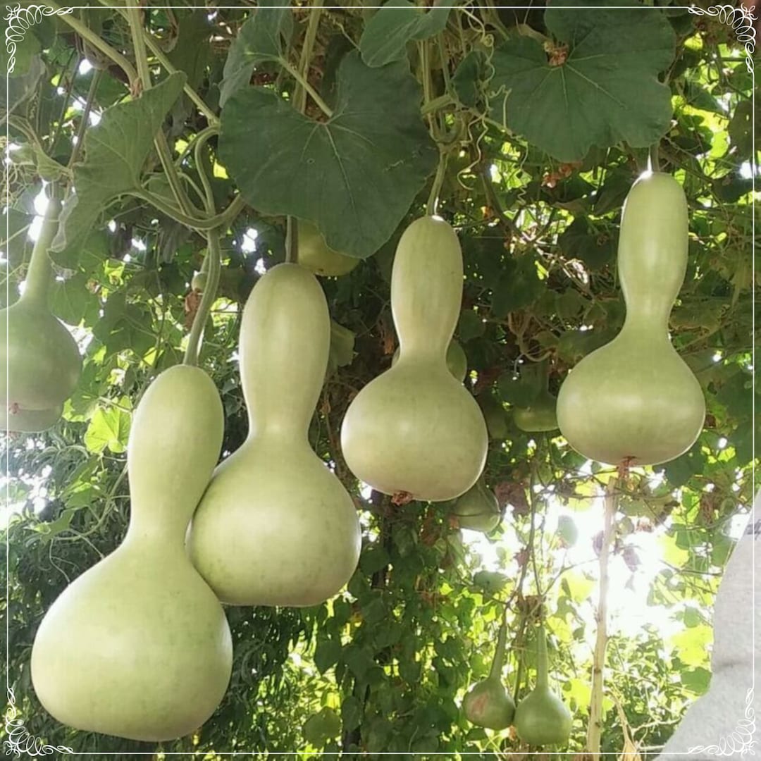 5 Seeds Bottle Gourd Seeds, Lagenaria Siceraria Calabash, Birdhouse ...