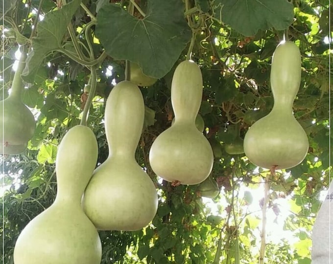 LARGE PACKAGE| 12 Seeds of Birdhouse/bottle Gourd- Lagenaria Siceraria ...