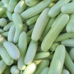 10 Seeds White Large Cucumber, Large Fruits, Sweet, Crisp, Delicious ...