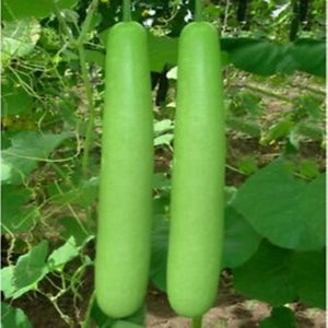 5 Seeds Thai Long Gourd Seeds, Bottle Gourd, Approx 1,50 M, Edible ...