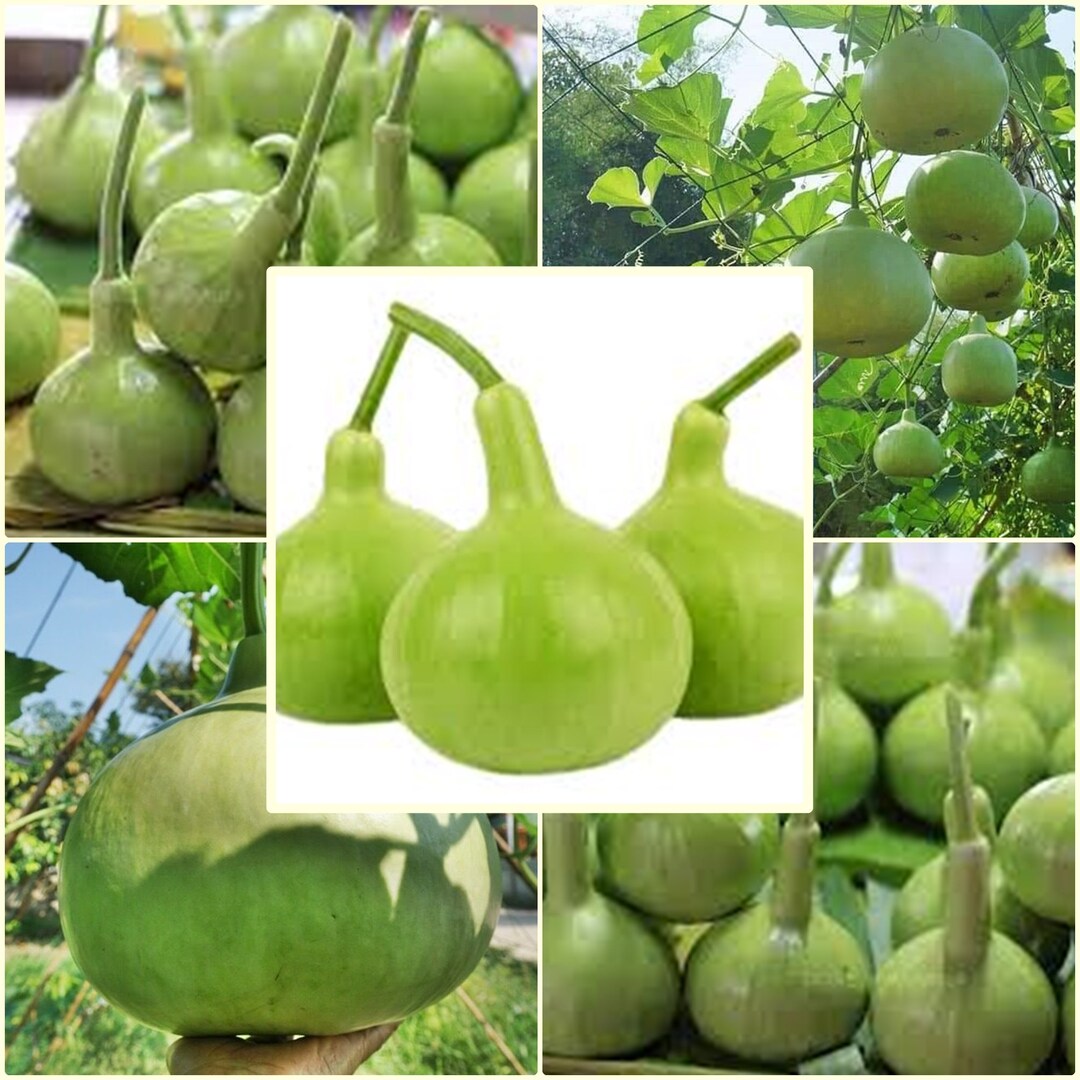 5 Seeds Round Bottle Gourd, Thai Squash, Calabash, Natural, Non GMO - Etsy