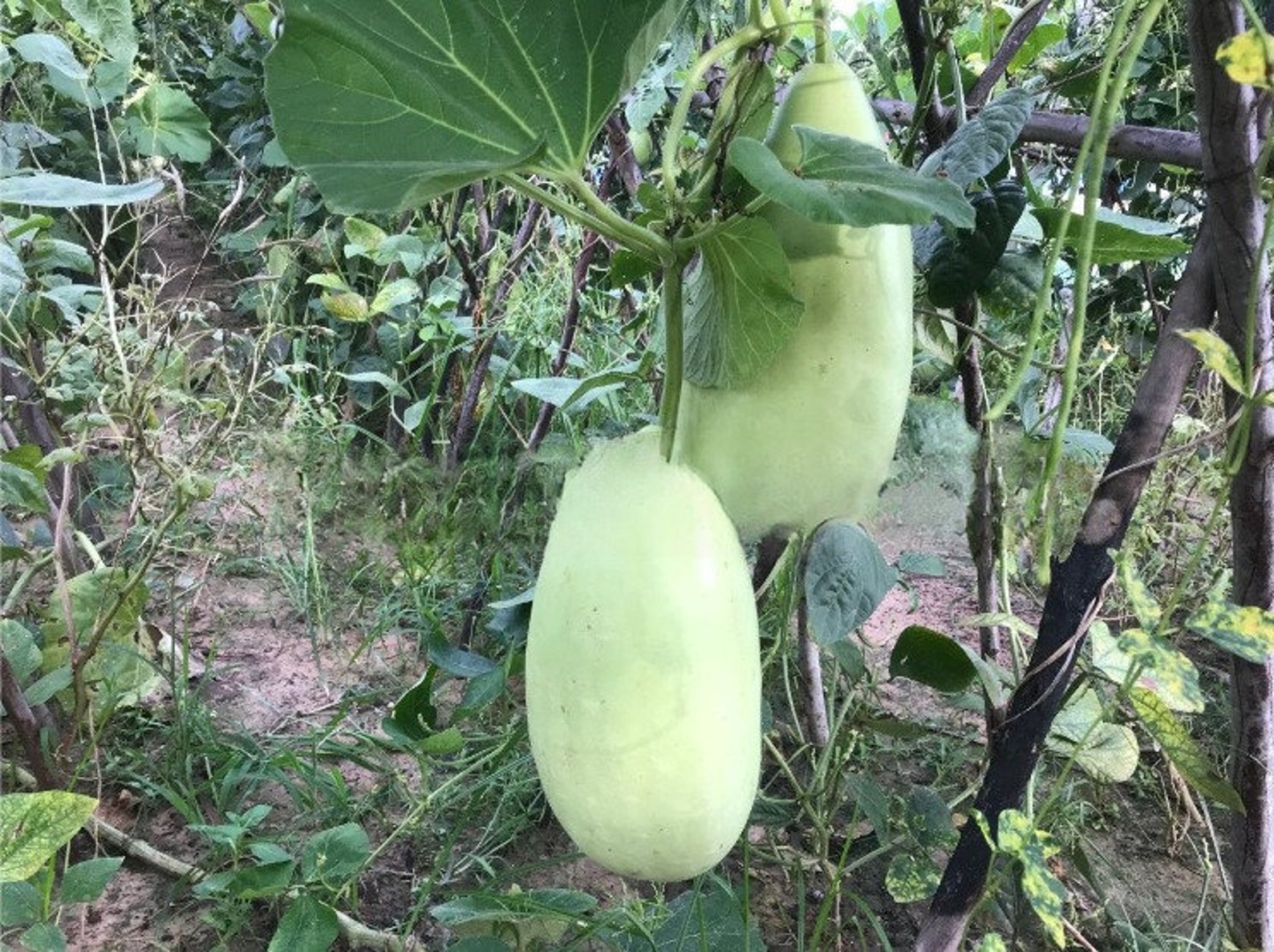 5 Seeds Water Drop Gourd, Thai Calabash, Bottle Gourd, Thai Local ...