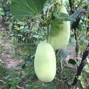 5 Seeds Water Drop Gourd, Thai Calabash, Bottle Gourd, Thai Local ...